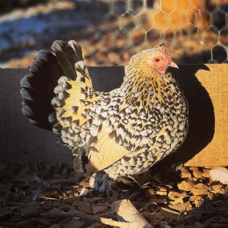 Top 15 Small Chicken Breeds: With Comparison Table