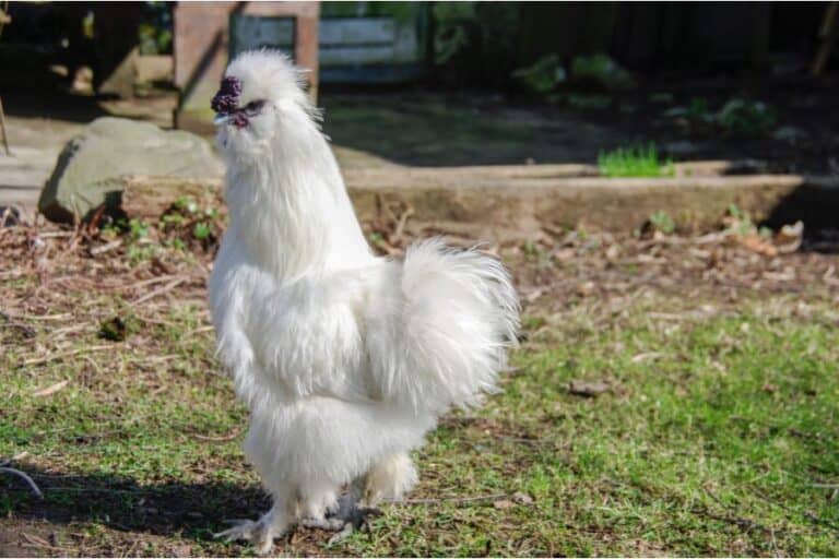 11 Chicken Breeds with Feathers on Feet