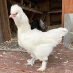 12 Unique and Rarest Chicken Breeds