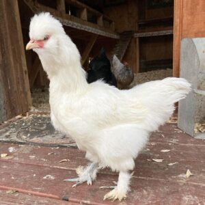 12 Best White Chicken Breeds You Will Love