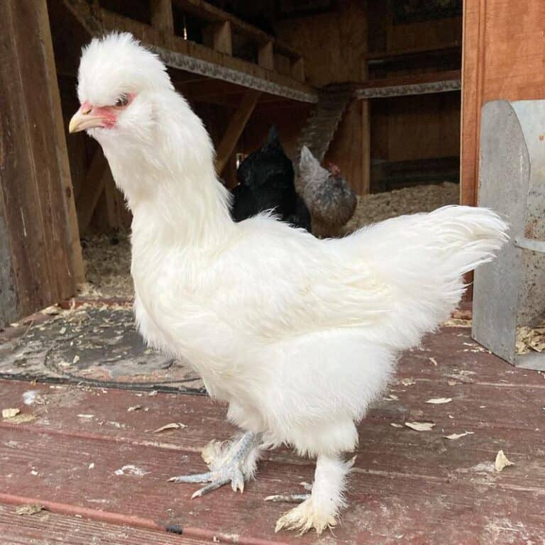 12 Unique and Rarest Chicken Breeds