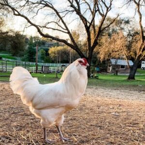 12 Best White Chicken Breeds You Will Love