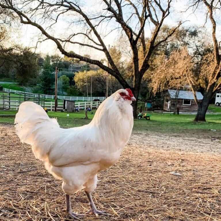 12 Best White Chicken Breeds You Will Love