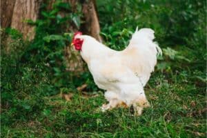 12 Best White Chicken Breeds You Will Love