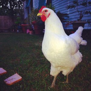 12 Best White Chicken Breeds You Will Love