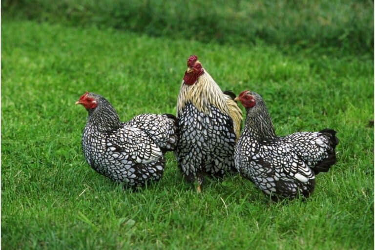 Top 10 Classic American Chicken Breeds