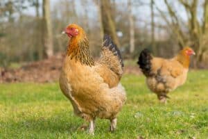 11 Yellow Chicken Breeds (Buff or Gold Colored)