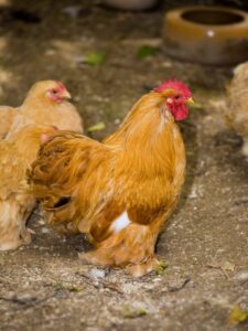 11 Yellow Chicken Breeds (Buff or Gold Colored)