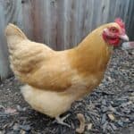 11 Yellow Chicken Breeds (Buff or Gold Colored)