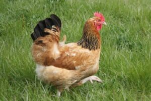 11 Yellow Chicken Breeds (Buff or Gold Colored)
