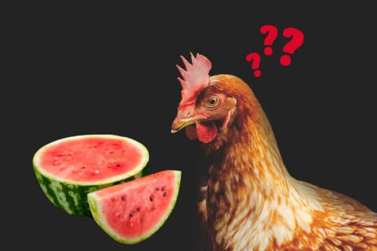 Can Chickens Eat Watermelon? (Yes, All Parts)