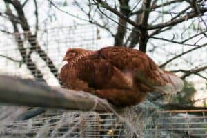 How Do Chickens Sleep? Bedtime Habits Revealed