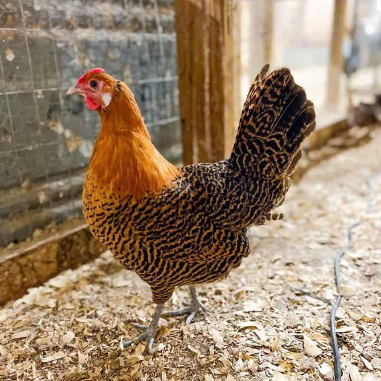 Deathlayer Chicken: Too Good to Go Extinct