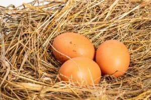 How to Store Fresh Eggs: With or Without Refrigeration