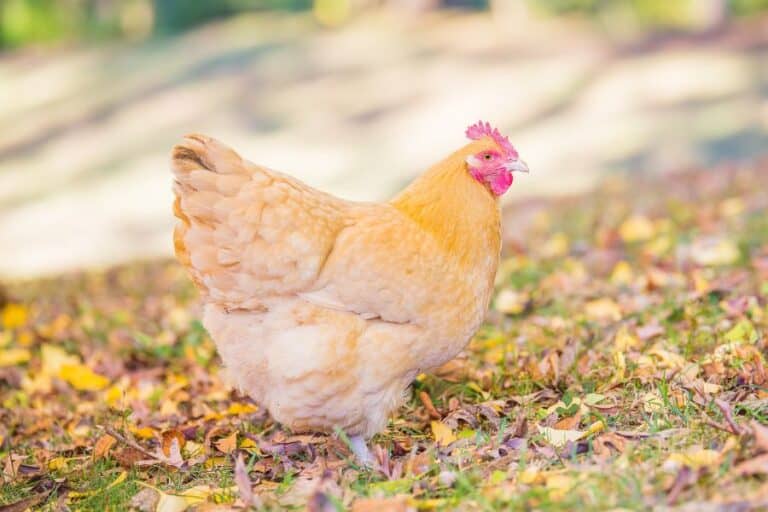 11 Yellow Chicken Breeds (Buff or Gold Colored)