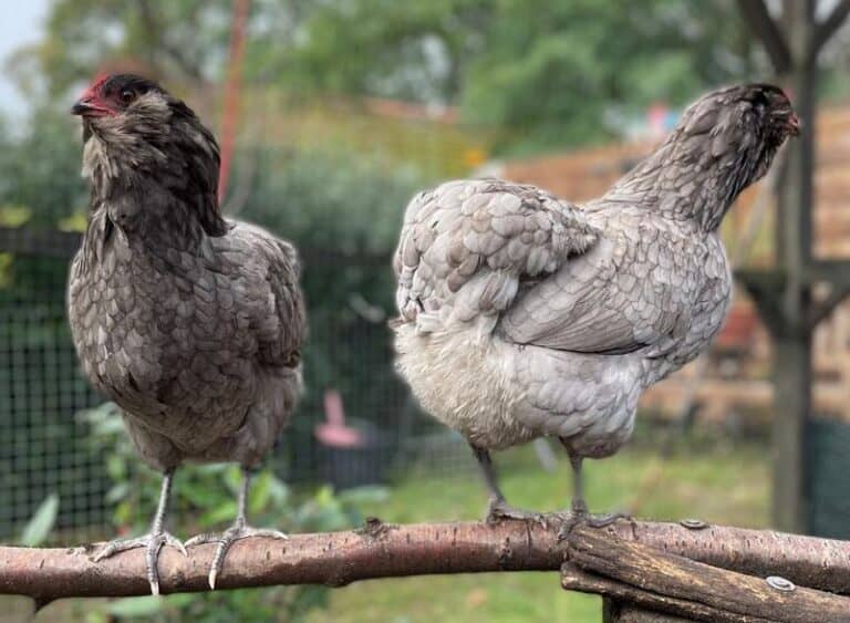 Top 11 Gray Chicken Breeds: With 38 Approved Breeds