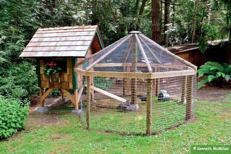 20 Unique Chicken Run Ideas for Your Flock