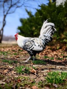 13 Attractive Black and White Chickens: Barred, Laced & More