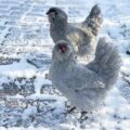 Top 11 Gray Chicken Breeds: With 38 Approved Breeds
