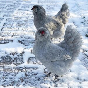Top 11 Blue Chicken Breeds: With 38 Approved Breeds