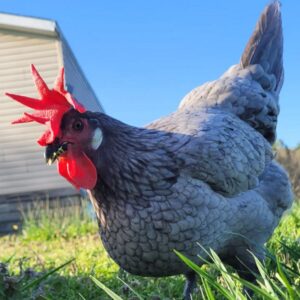 Top 11 Blue Chicken Breeds: With 38 Approved Breeds