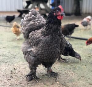 Top 11 Blue Chicken Breeds: With 38 Approved Breeds