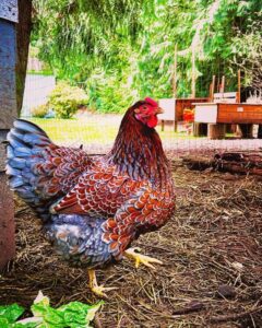 Blue Laced Red Wyandotte: Origin, Appearance & Care