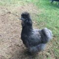 Top 11 Blue Chicken Breeds: With 38 Approved Breeds