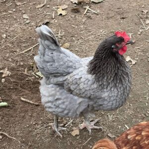 Top 11 Blue Chicken Breeds: With 38 Approved Breeds