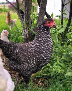 California Grey Chicken: An Amazing Beginner Breed