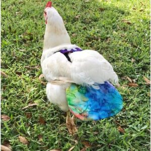 5 Chicken Diapers DIY Solutions You Can Try