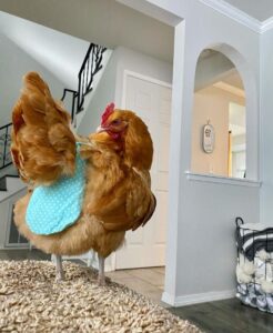 5 Chicken Diapers DIY Solutions You Can Try