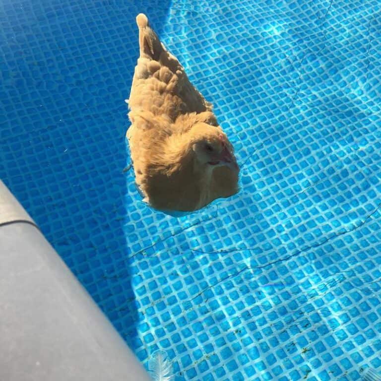 Can Chickens Swim? Better than We Realize