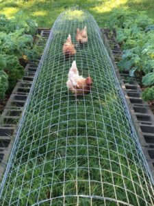 20 Unique Chicken Run Ideas for Your Flock