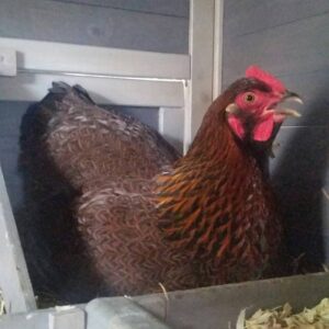 Does it Hurt When a Chicken Lays an Egg?