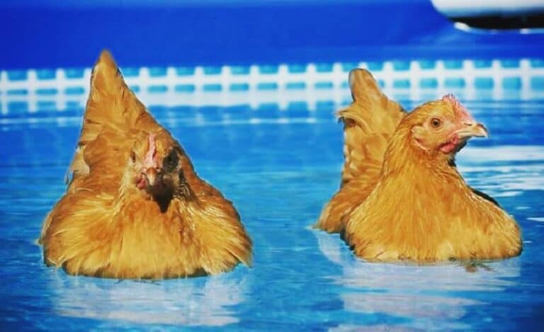 Can Chickens Swim? Better than We Realize