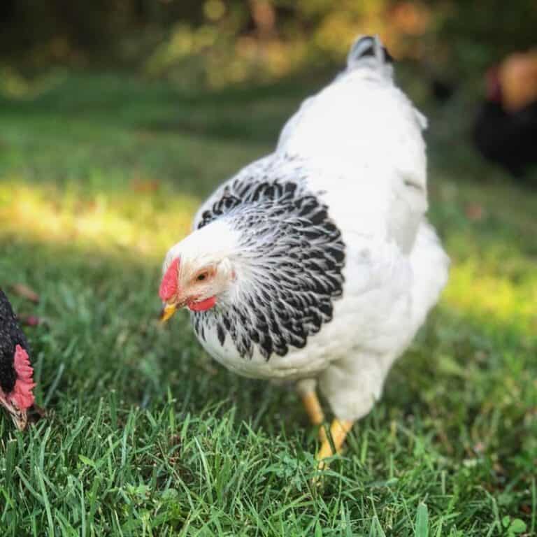 13 Attractive Black and White Chickens: Barred, Laced & More