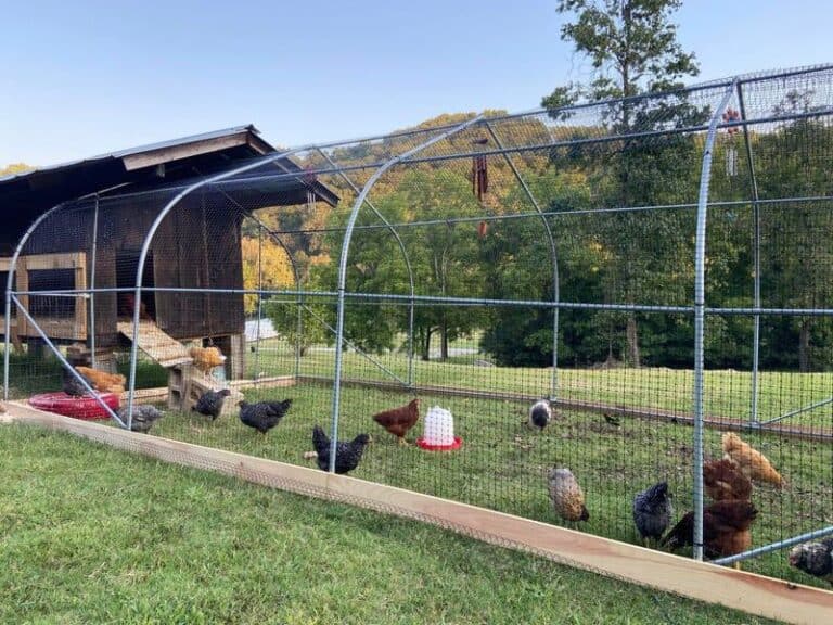 20 Unique Chicken Run Ideas for Your Flock