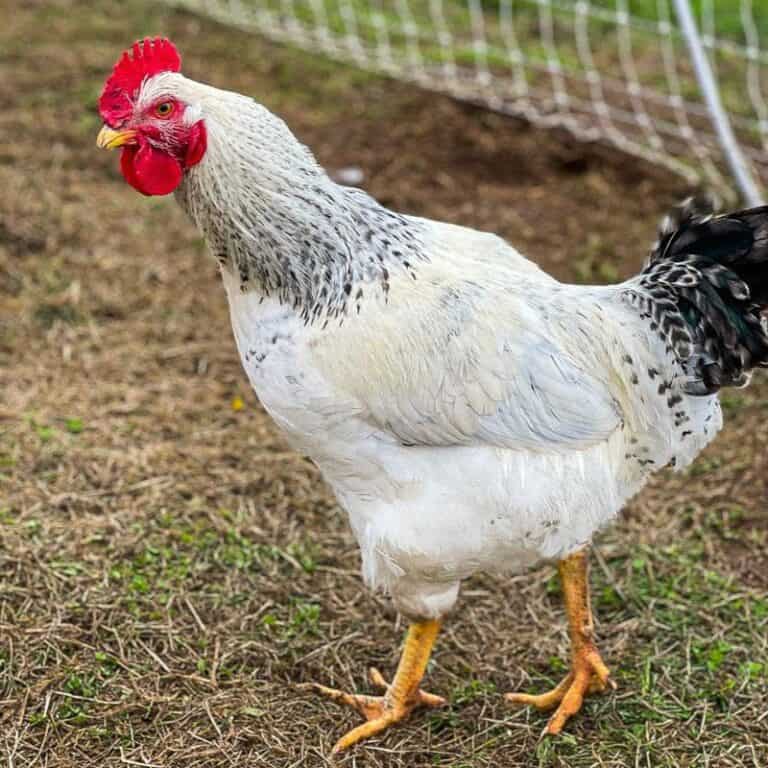 Delaware Chicken Profile: Origins, Meat, Eggs & Care
