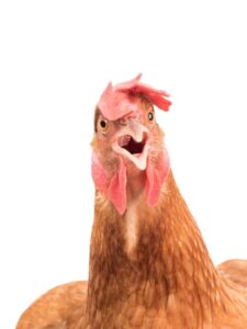 Do Chickens Have Teeth? Unraveling The Mystery