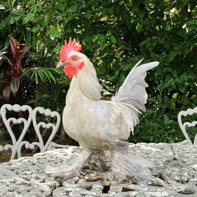 Top 11 Gray Chicken Breeds: With 38 Approved Breeds