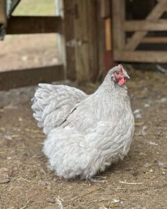 Top 11 Gray Chicken Breeds: With 38 Approved Breeds