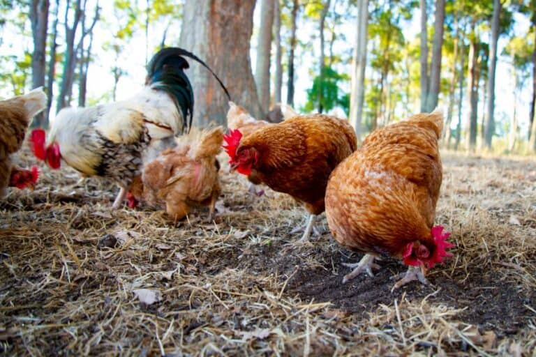 ISA Brown Chickens: History, Eggs, & Care