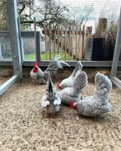 Top 11 Gray Chicken Breeds: With 38 Approved Breeds
