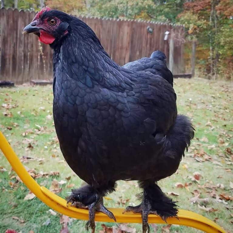 Mystic Maran Chicken: Origins, Eggs & Care