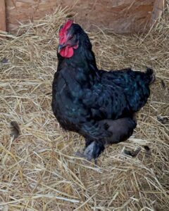 Mystic Maran Chicken: Origins, Eggs & Care