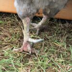What Are Rooster Spurs? Should You Remove Them