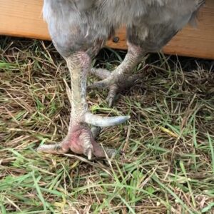 What Are Rooster Spurs? Should You Remove Them