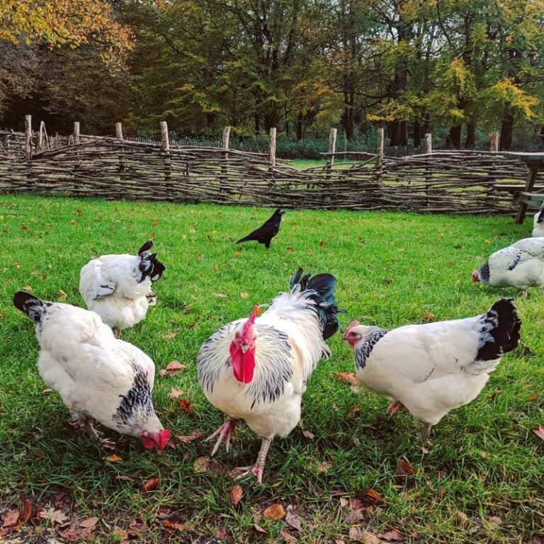 Delaware Chicken Profile: Origins, Meat, Eggs & Care