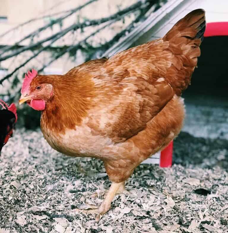 Red Ranger Chickens: Not Your Typical Broilers